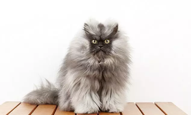 Најмршавија мачка на свету - фотографија и опис мачке