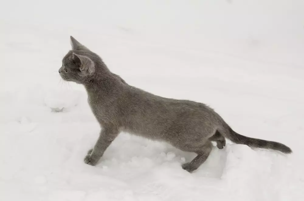 Raza de gatos con patas pequenas: foto, nome e descrición 1630_3