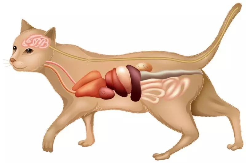 Struktur organ internal kucing 1639_1