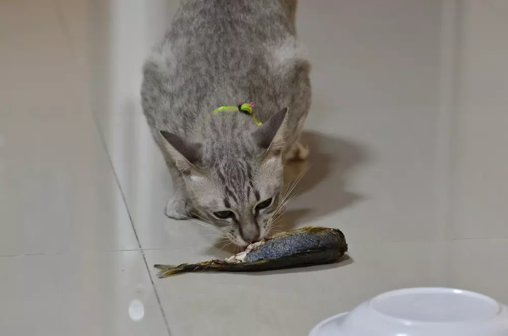 ¿Os gatos poden comer peixe? Beneficios e danos 1643_2