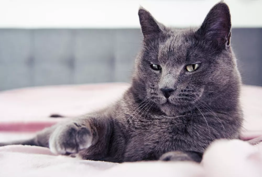 Sarcoma en gats: símptomes, tractament, causes 1650_1