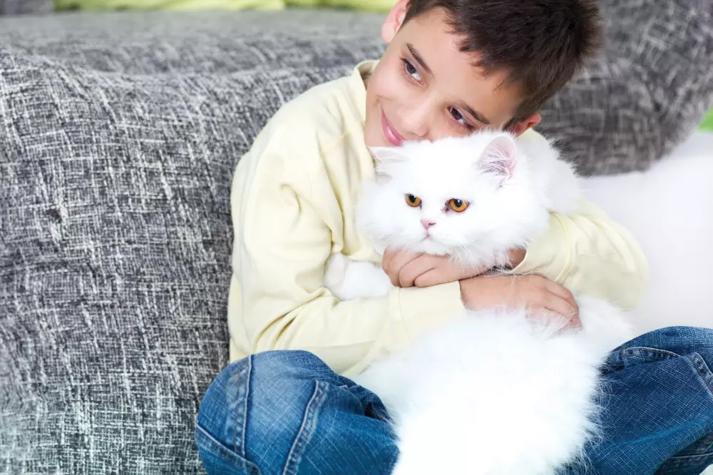 Cara melatih anak kucing dengan tangan - aturan dasar 1653_1