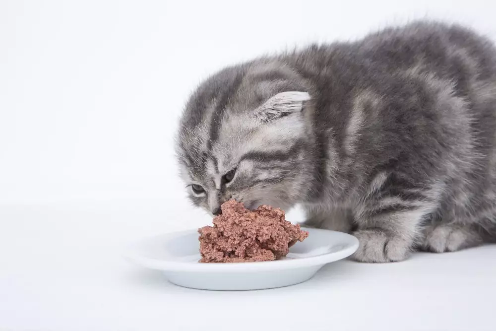 Hogyan és mit kell etetni egy újszülött cicával 1659_2