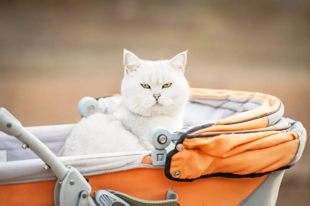 En que se diferencia un gato británico dun escocés - 8 diferenzas 1666_4