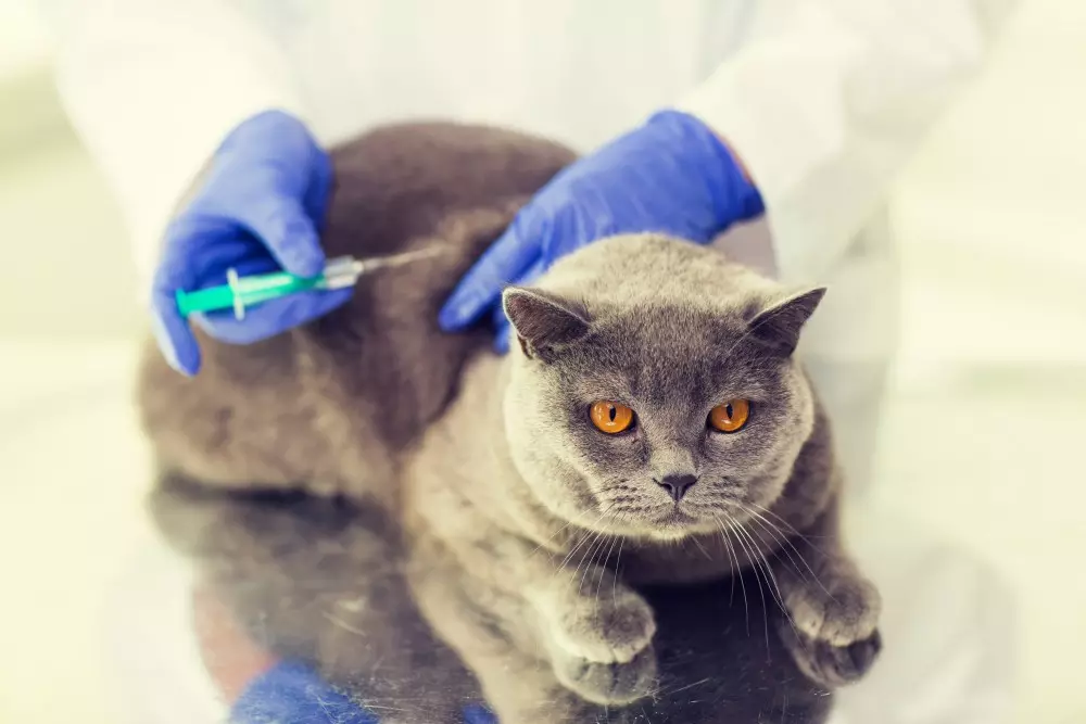 Vacunas para gatitos británicos: horario, a que edad