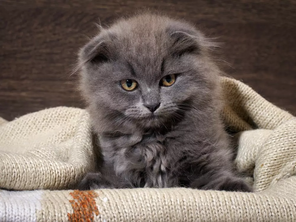 Napa kumis anak kucing rusak - alasan lan apa sing kudu ditindakake 1693_1