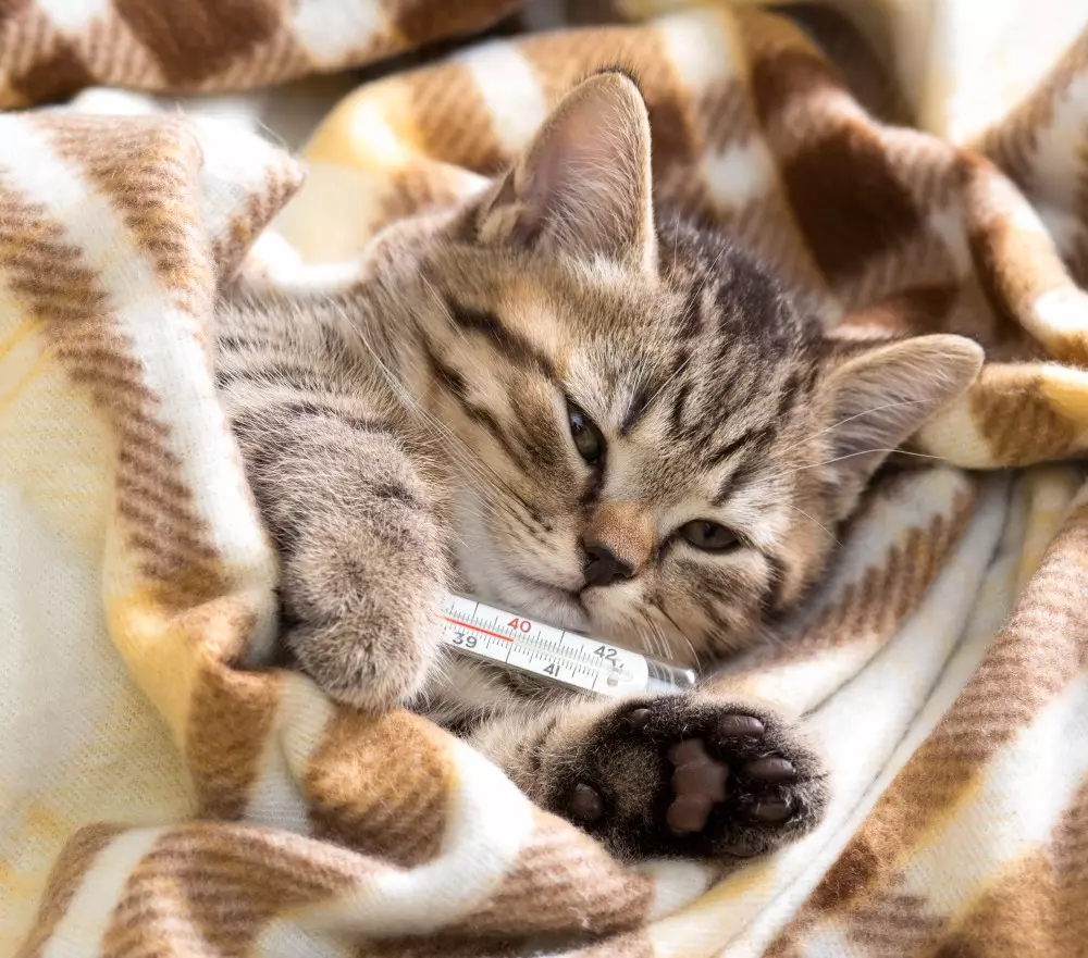 Fever di pisîkê de piştî sterilbûnê - lênêrîna piştî emeliyatê