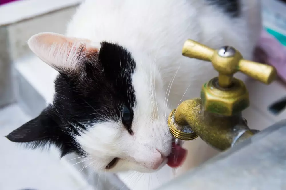 Pourquoi le chat boit-il l'eau du robinet ? 1721_1