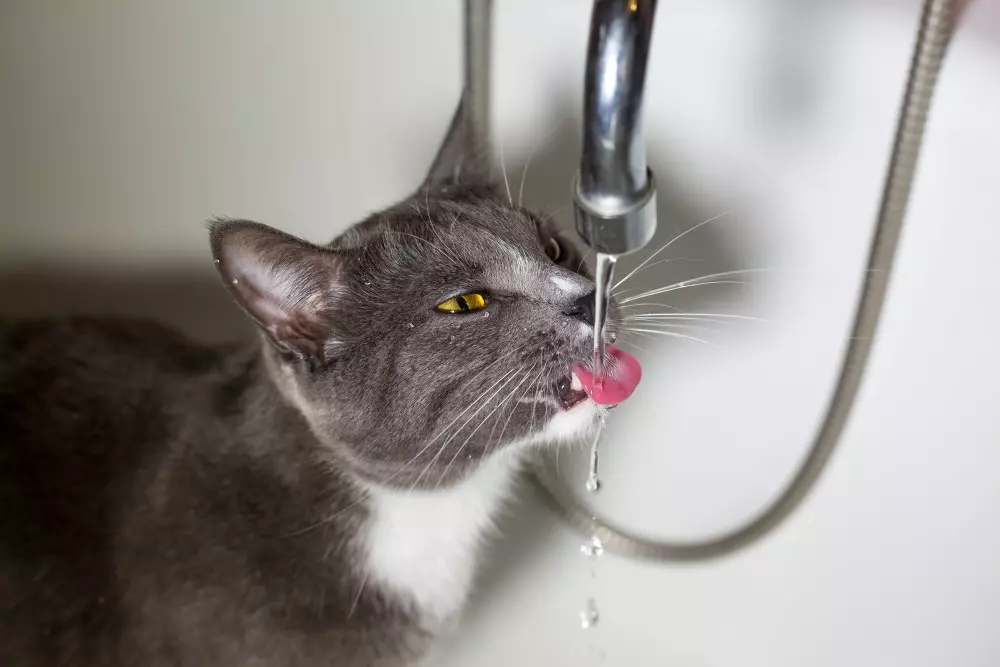 Pourquoi le chat boit-il l'eau du robinet ? 1721_2