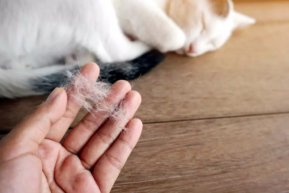 6 sebab mengapa kucing ditumpahkan - apa yang perlu dilakukan