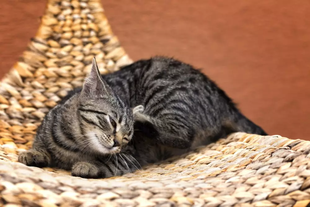 Tetes kutu untuk anak kucing - cara melamar, kelebihan dan kekurangan 1731_2