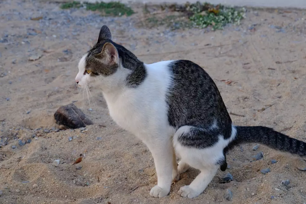 16 alasan kenapa kucing duwe lendir ing kotoran - cara nambani 1763_1