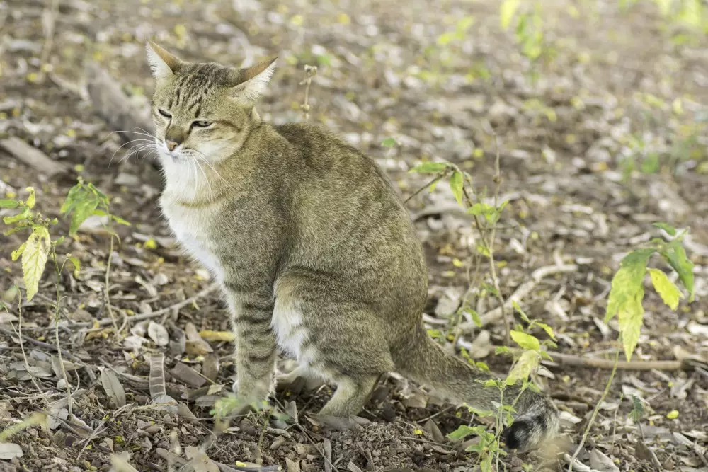 猫が糞便に粘液を持っている16の理由-治療方法 1763_2