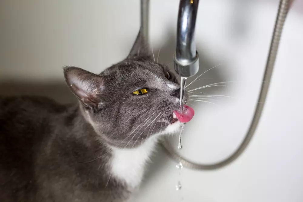 Маче не пие вода - како да научи како да пие