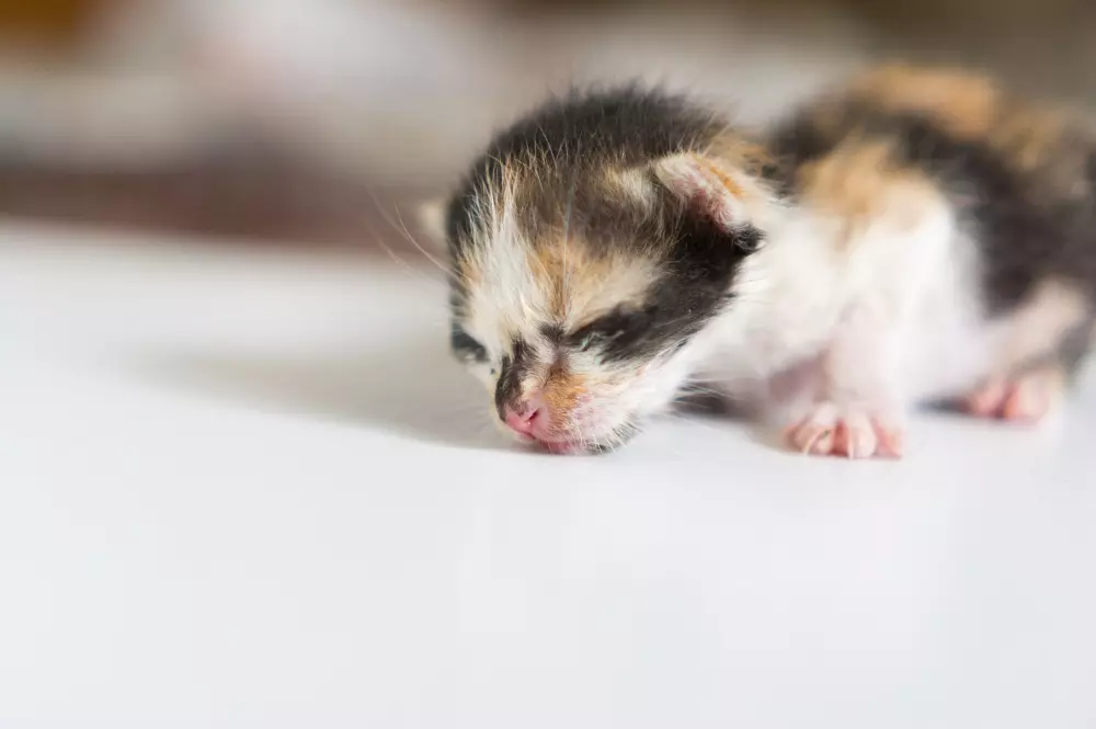 Anak kucing sing nembe lahir ora tetep - sebab lan apa sing kudu ditindakake 1765_1