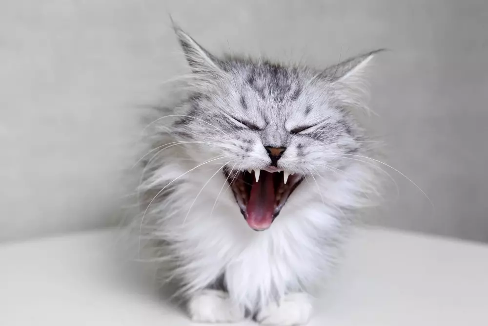 חתול אגרסיבי - איך להירגע ומה לעשות