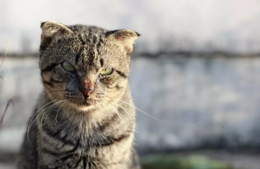 Quand les chats commencent à marquer leur territoire 1812_2