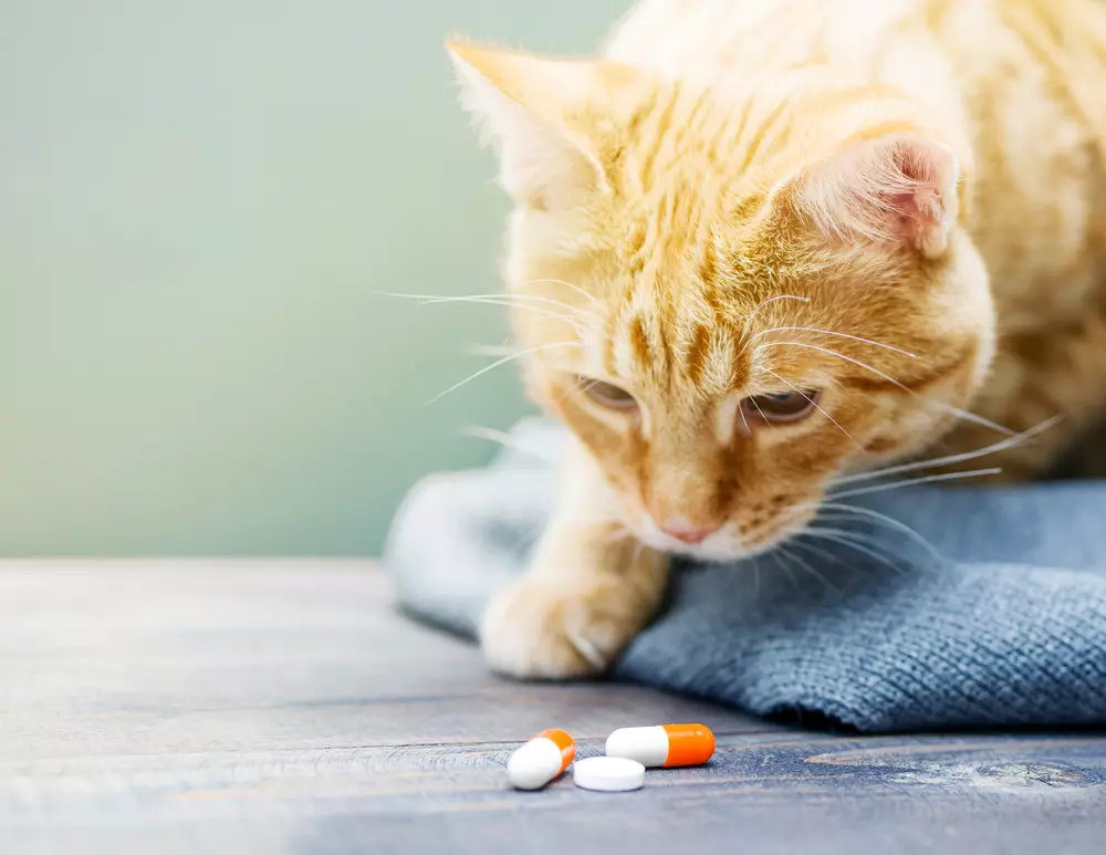 Ciprofloxacin untuk kucing - petunjuk penggunaan 1836_2
