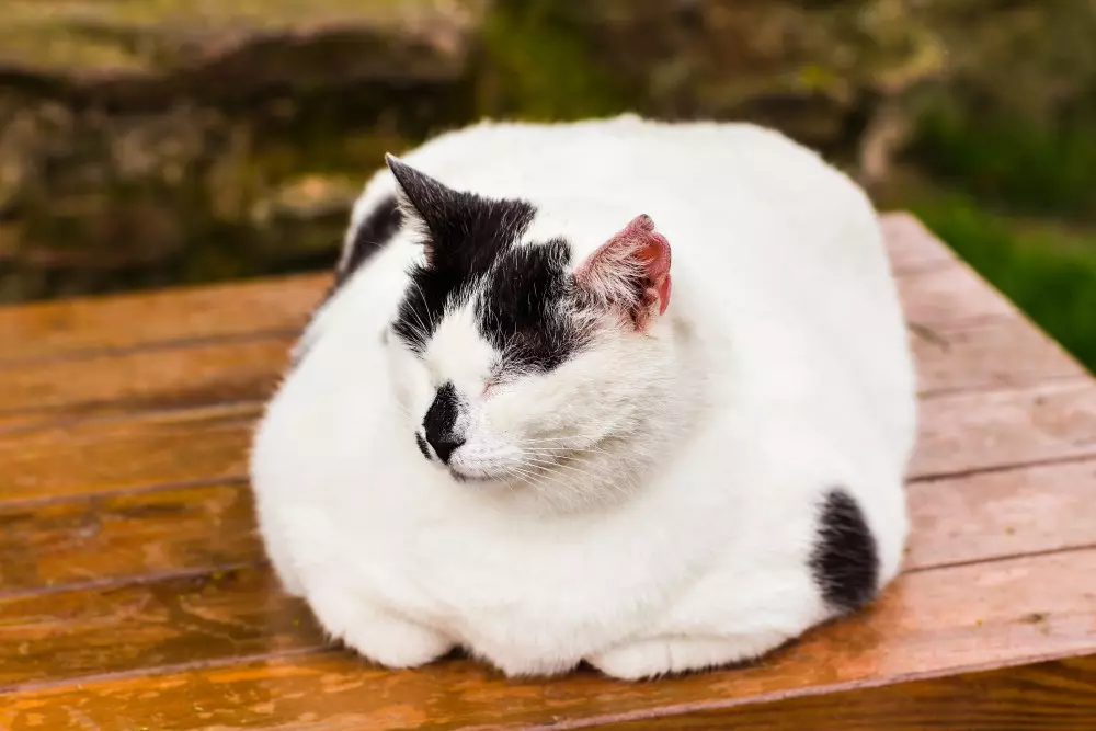 Le chat respire fortement et a une respiration sifflante - causes, symptômes, traitement 1879_1