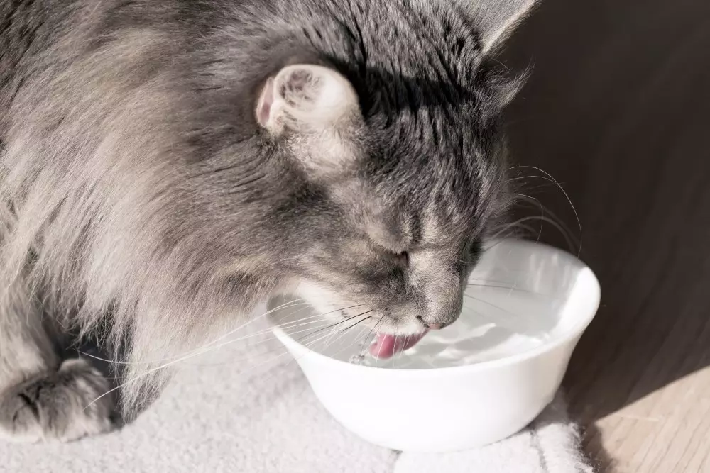 Kedi doğumdan sonra yemek yemez - nedenleri ve bakımı 1883_1