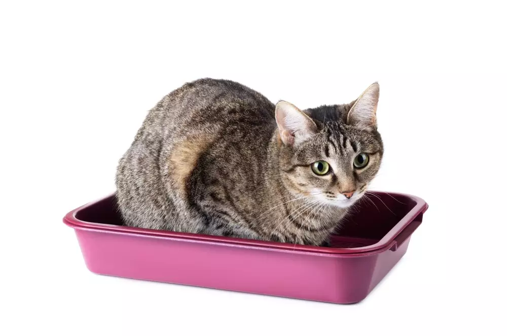 Un gat té diarrea: què fer i com tractar 1901_2