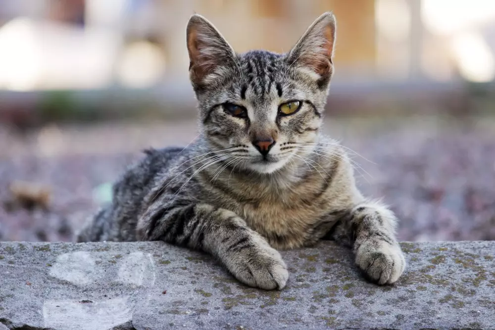 7 gejala keracunan kucing dengan racun tikus - rawatan 1913_1