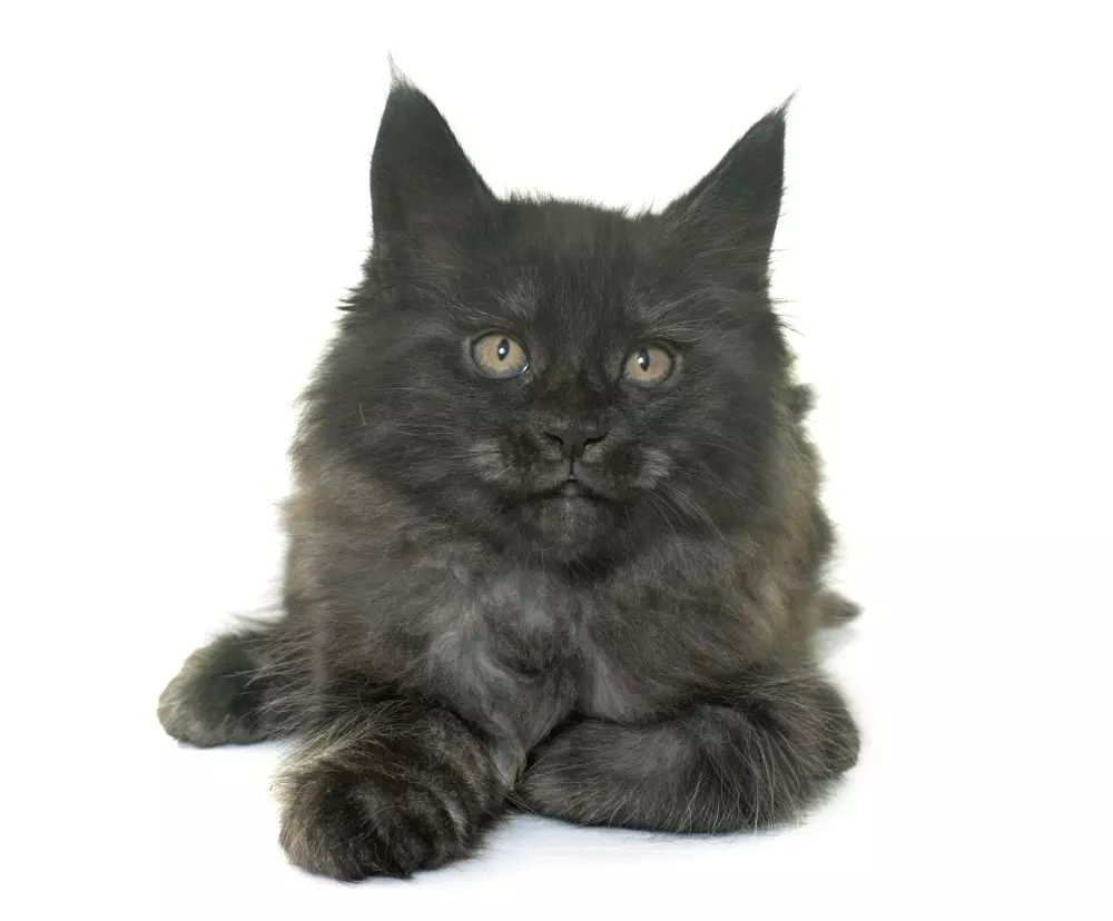 Cum se numește o pisică neagră - nume pentru pisoiul unui băiat 191_2