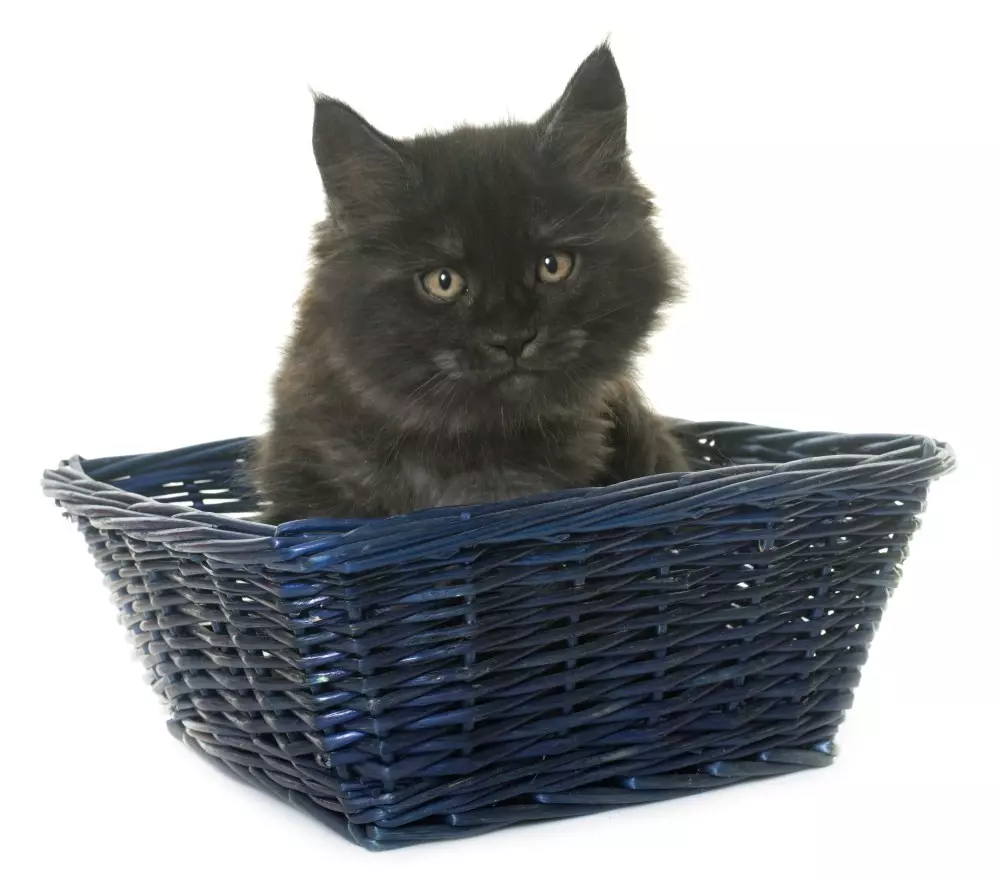 วิธีตั้งชื่อแมวดำ - ชื่อลูกแมวของเด็กชาย 191_3