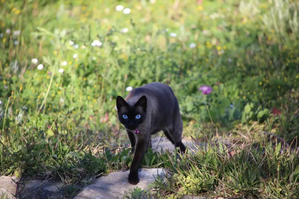 Come nominare un gatto nero - nomi per il gattino di un ragazzo 191_4