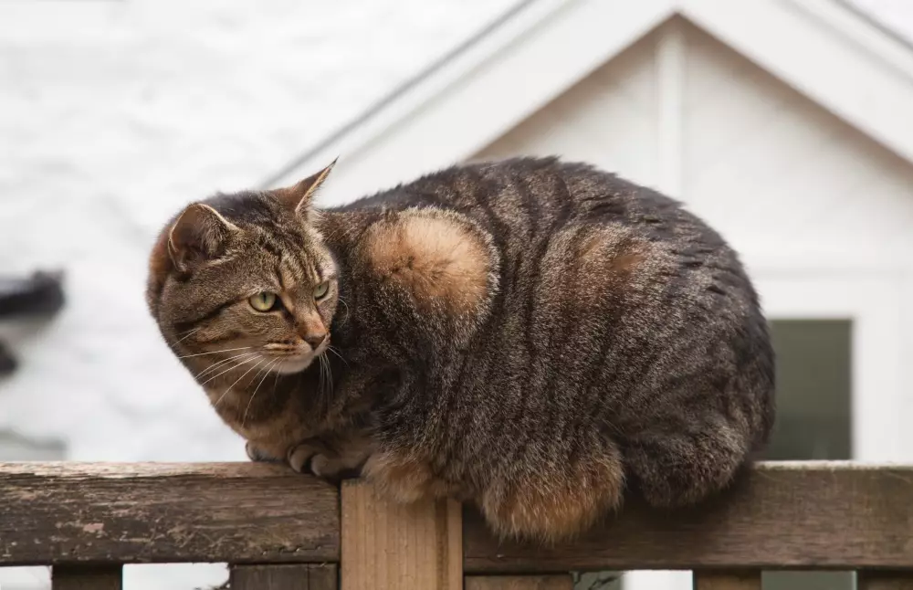 Plaies chez un chat sur le cou - symptômes, causes, traitement 1923_5