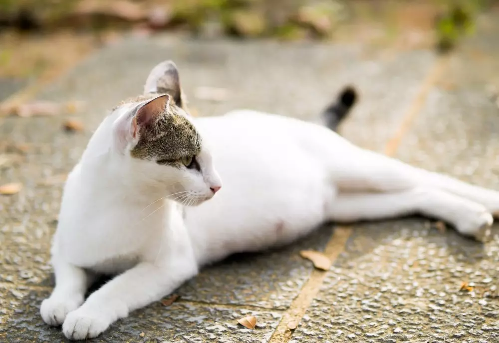 Berapa bulan kucing membawa anak kucing - tempoh kehamilan 1947_1