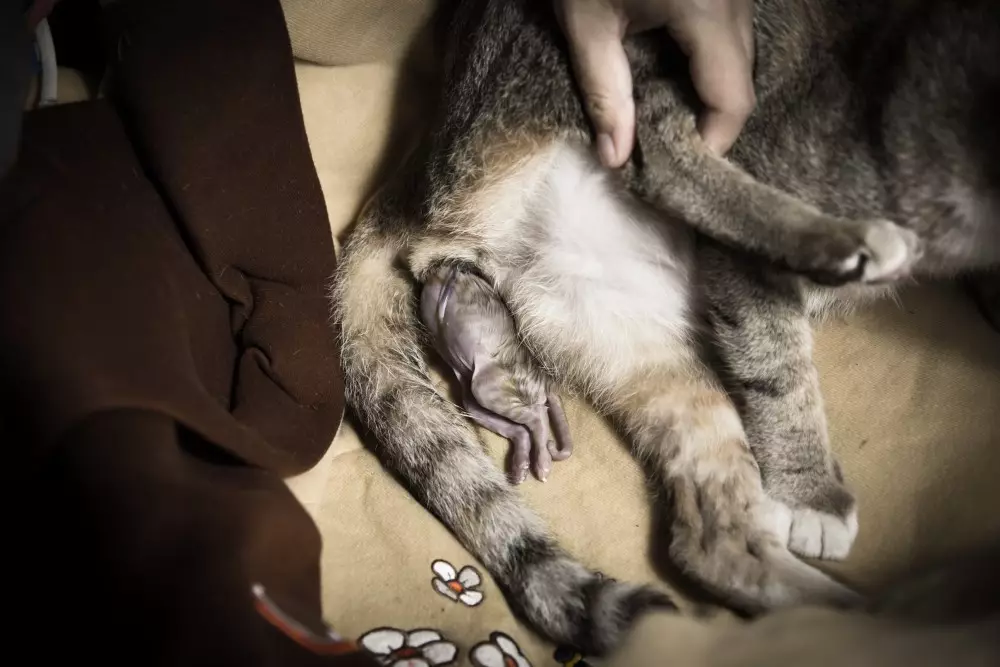 Sabaraha bulan ucing mawa anak ucing - lilana kakandungan 1947_2