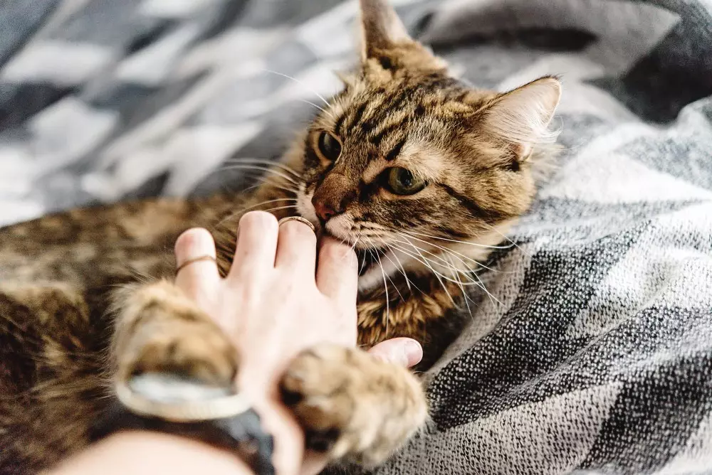 Un chat mord lorsque vous le caressez - raisons et que faire 1948_1