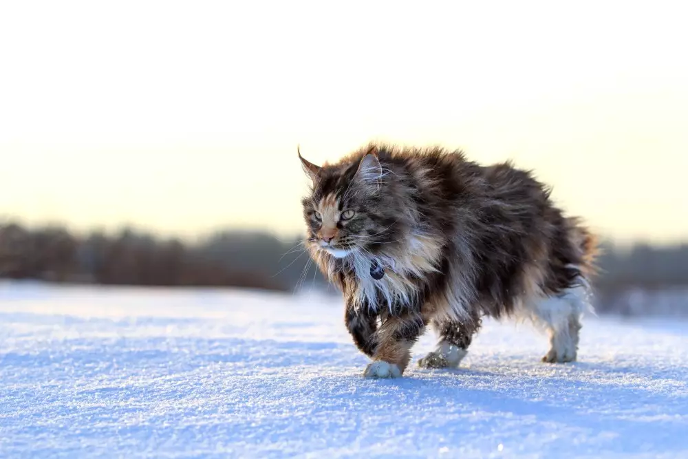 猫は冬に外で寒くなりますか？猫はどのような霜に耐えることができますか？ 1951_2