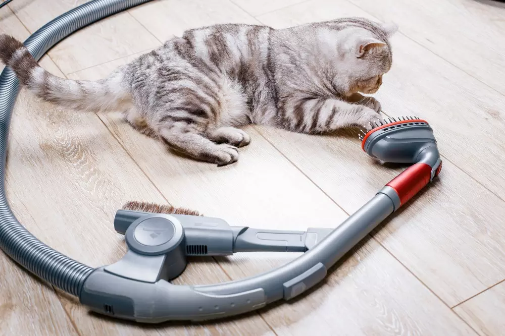 Wêrom katten bang binne foar in stofsûger - redenen en wat te dwaan 1964_1