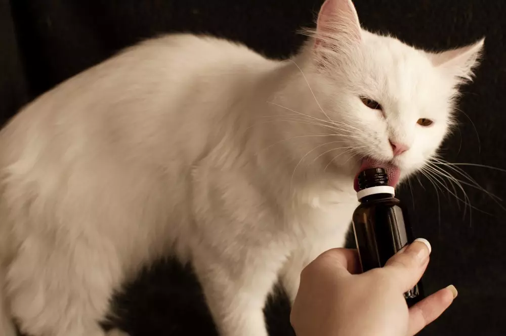 Gouttes pour un chat de vouloir un chat - une description des médicaments 1990_2