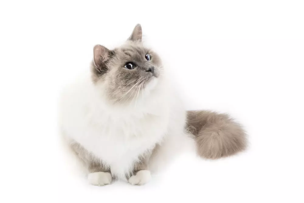 एक बिल्ली को सक्रिय चारकोल कैसे दें - खुराक और प्रशासन की विधि 2015_3