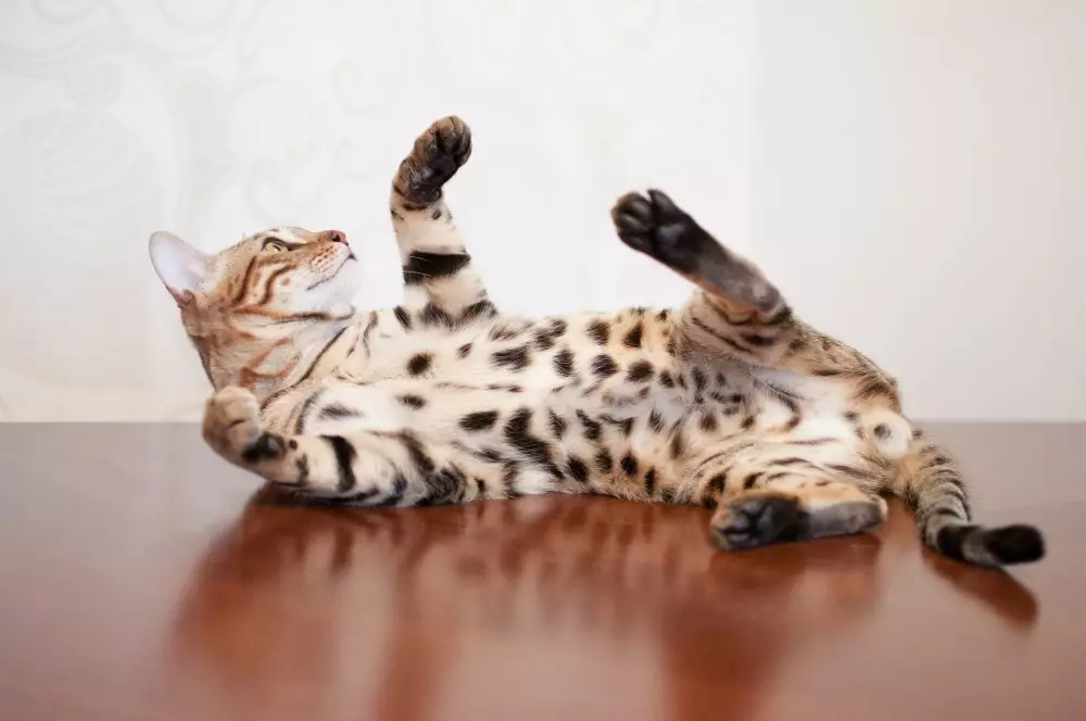एक बिल्ली को सक्रिय चारकोल कैसे दें - खुराक और प्रशासन की विधि 2015_4