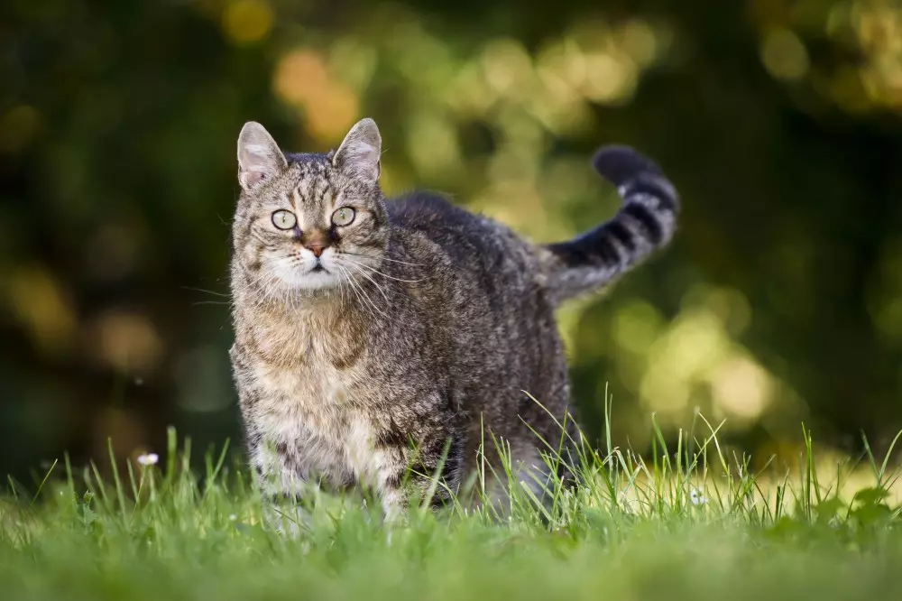 Mengapa kucing mendengkur - alasan dan bagaimana mereka melakukannya 2050_1