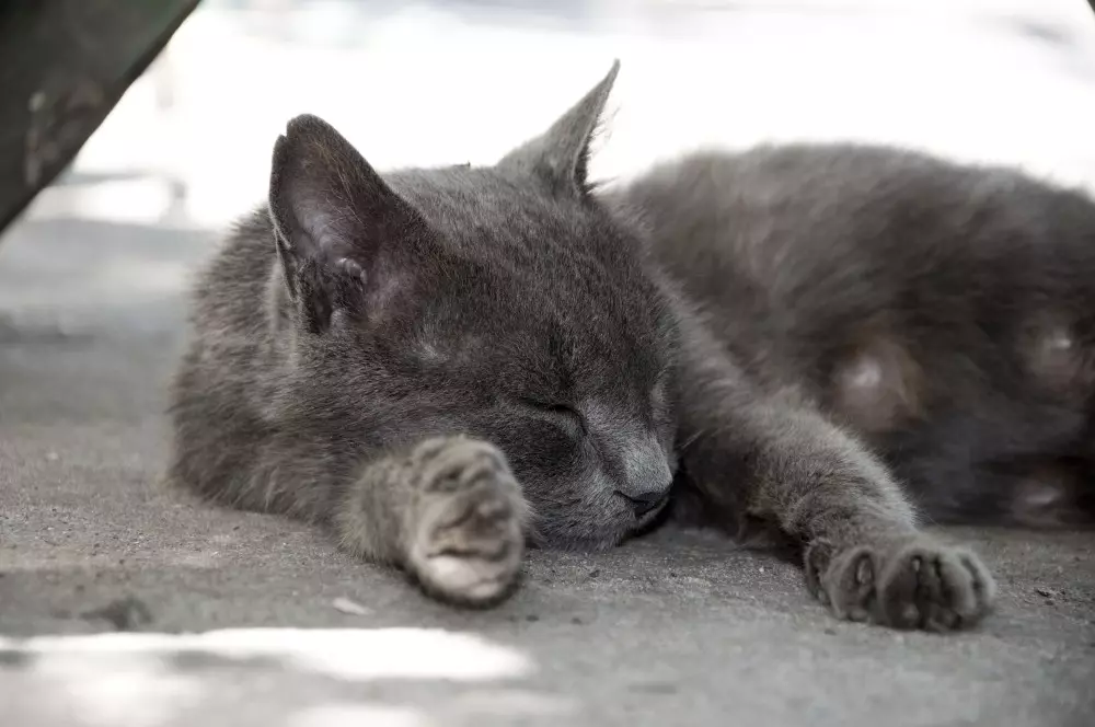 4 պատճառ, թե ինչու են կատուները տաք թաթեր ունենում `ինչ անել