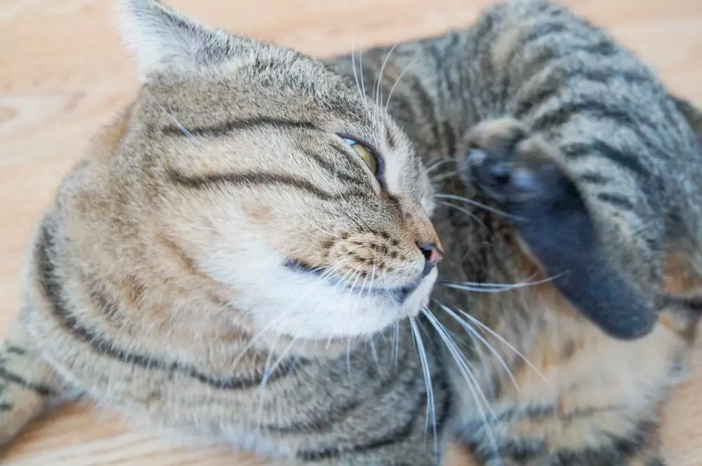 O gato pica e lambe constantemente: as razóns e que facer 2091_1