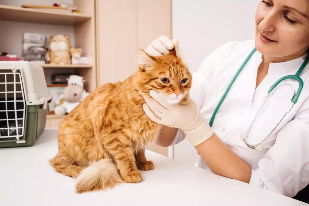 9 causes of volvulus in cats - symptoms, treatment, prevention 2095_1