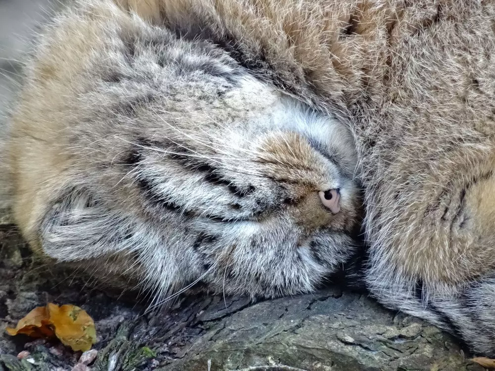 7 redenen waarom een ​​kat snurkt tijdens de slaap - is dit normaal en wat te doen? 2119_3