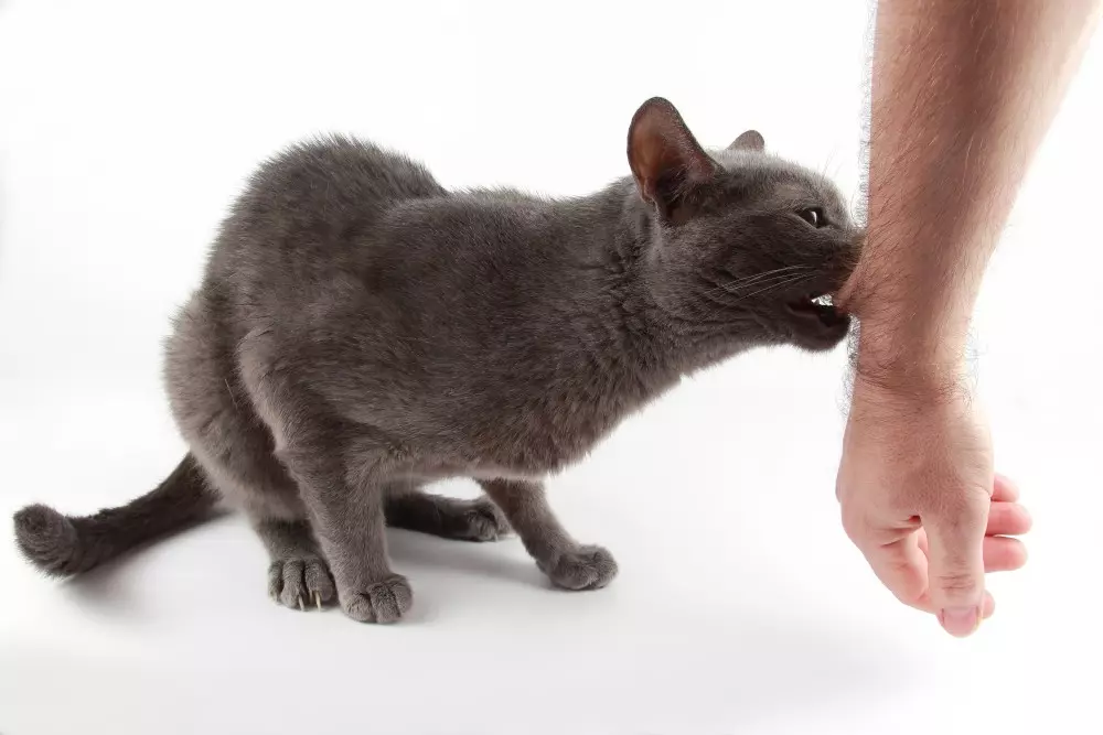 Wie man eine Katze vom Beißen entwöhnt - Gründe und Methoden des Entwöhnens 218_3