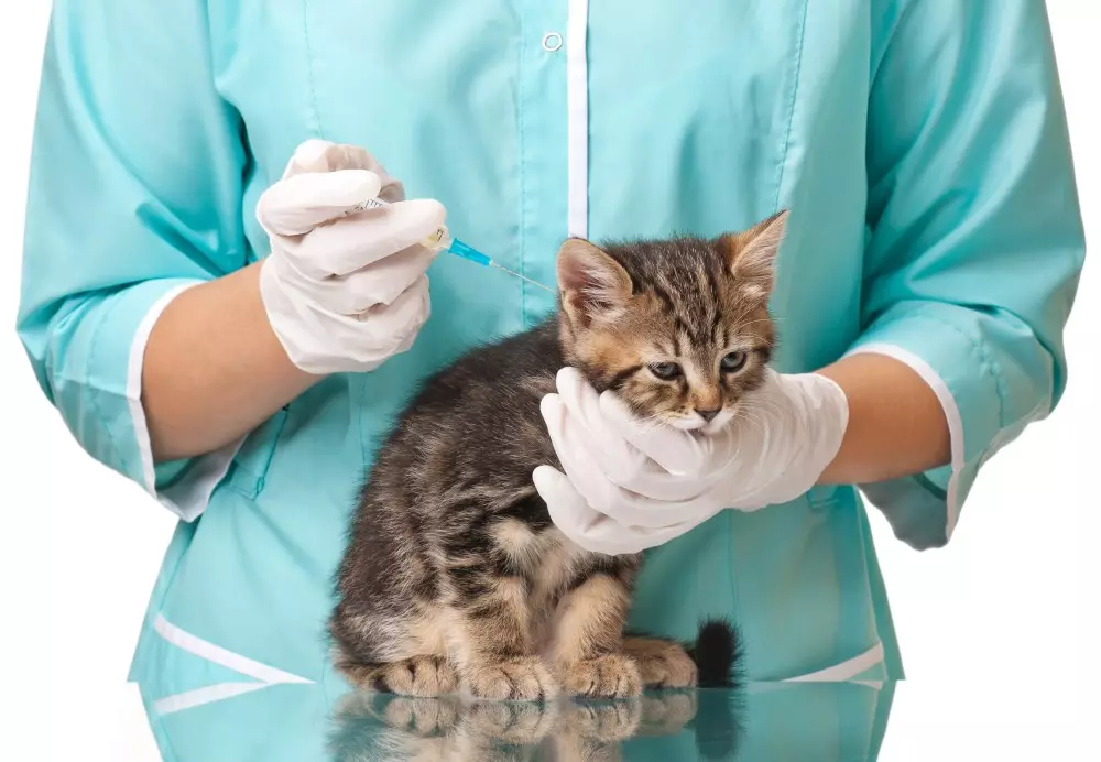 Vaccin Nobivac Triket Trio pour chats - mode d'emploi 221_1