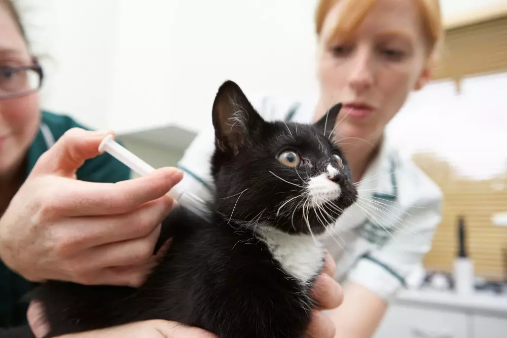 Vaccin Nobivac Triket Trio voor katten - gebruiksaanwijzing 221_2