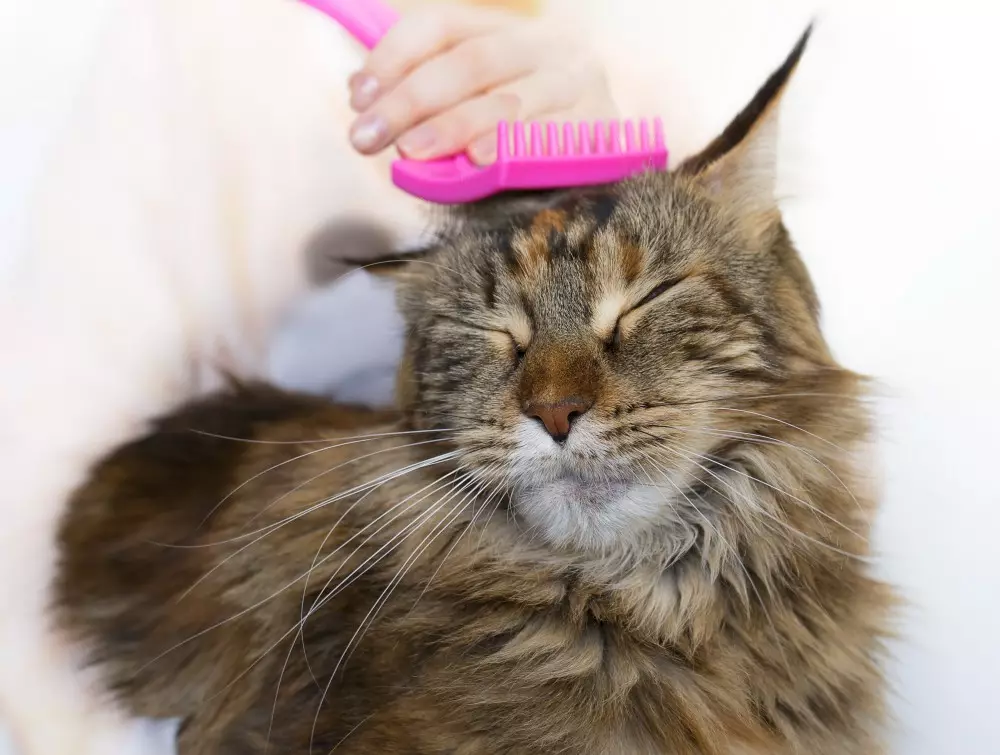 6 razões pelas quais os bigodes de um gato caem - o que fazer 223_4