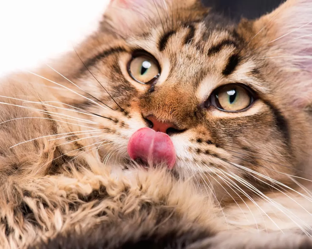 6 причини зошто мустаќите на мачката испаѓаат - што да правам 223_5
