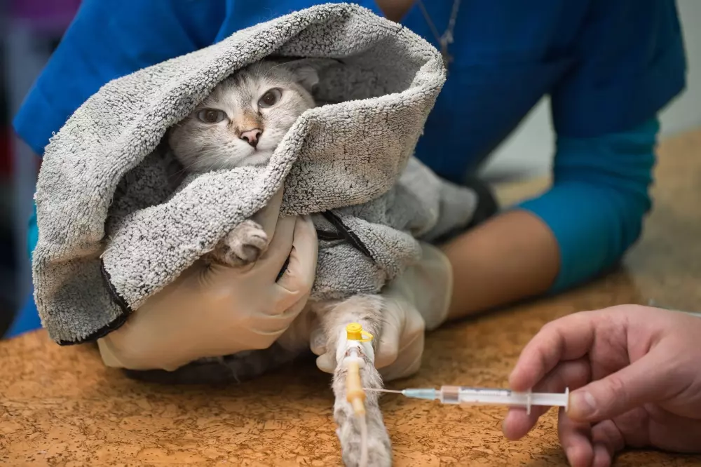 How to remove a catheter from a cat at home