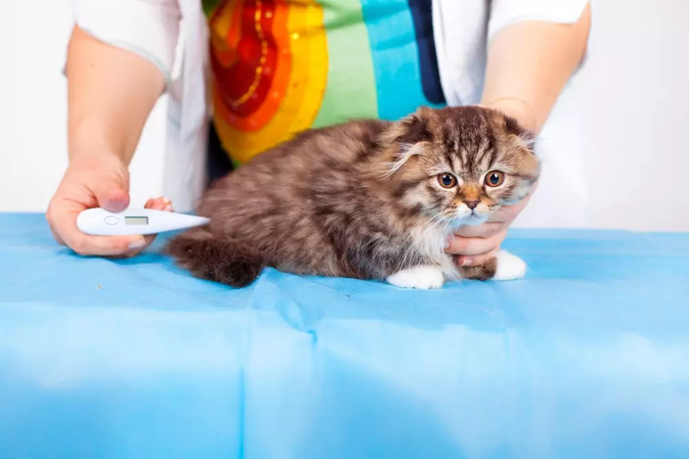 Мәче температурасы - өйдә нәрсә эшләргә, аны ничек төшерергә 2302_4